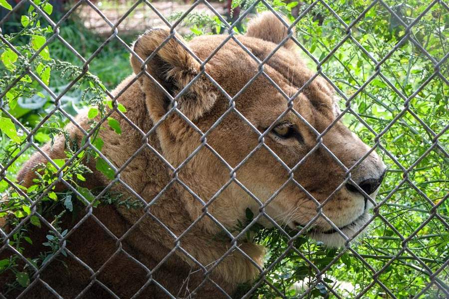 Tiger Ridge Exotics - The Blade