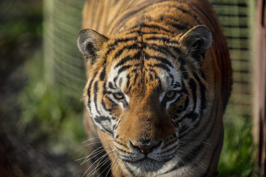 Tiger Ridge Exotics - The Blade